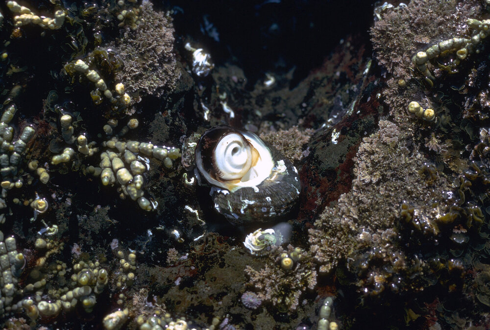 Ninella torquata, Jervis Bay, 1973 | Northern Beaches Council